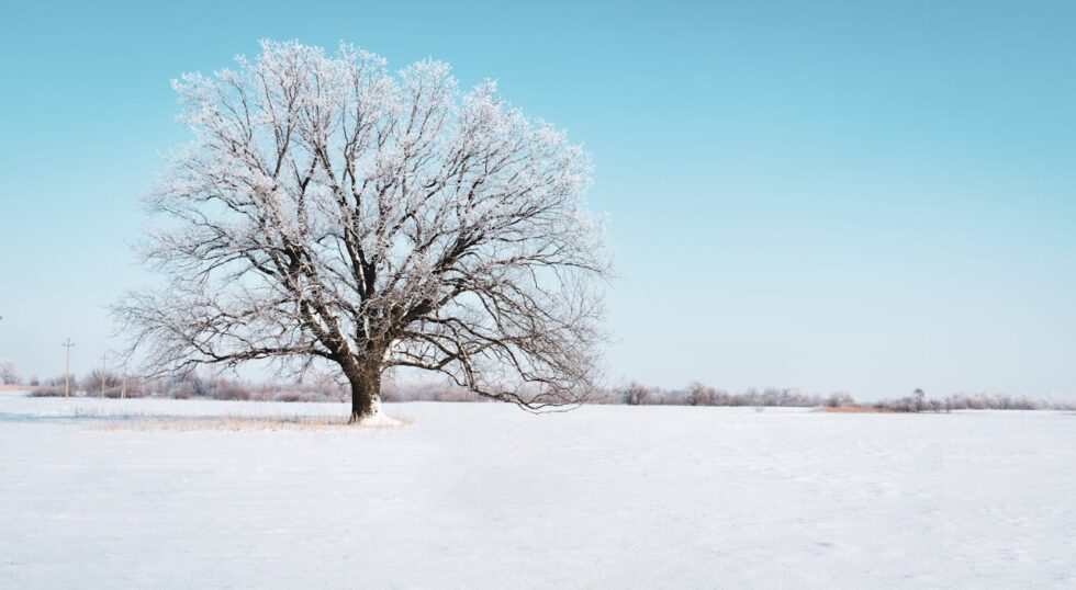 Why It’s Important to Care for your Oak Trees During Dormant Season ...