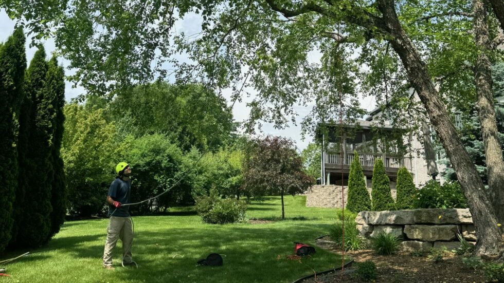 Understanding Tree Trimming: Rights and Responsibilities Between Neighbors - LawnCare Plus Wisconsin